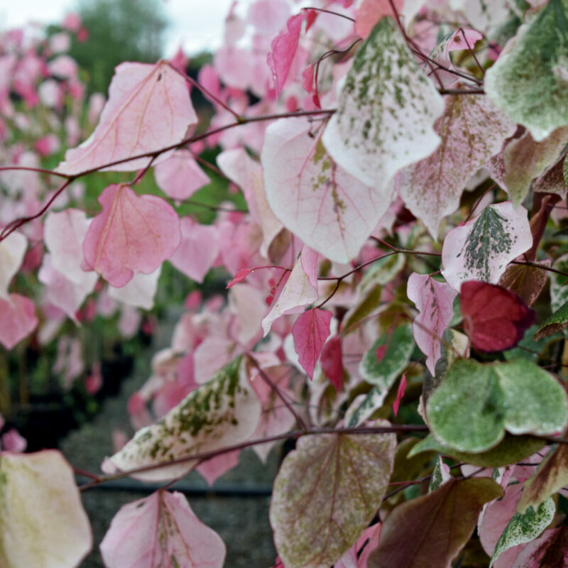 Cercis canadensis 'Carolina Sweetheart'® | Frank P Matthews