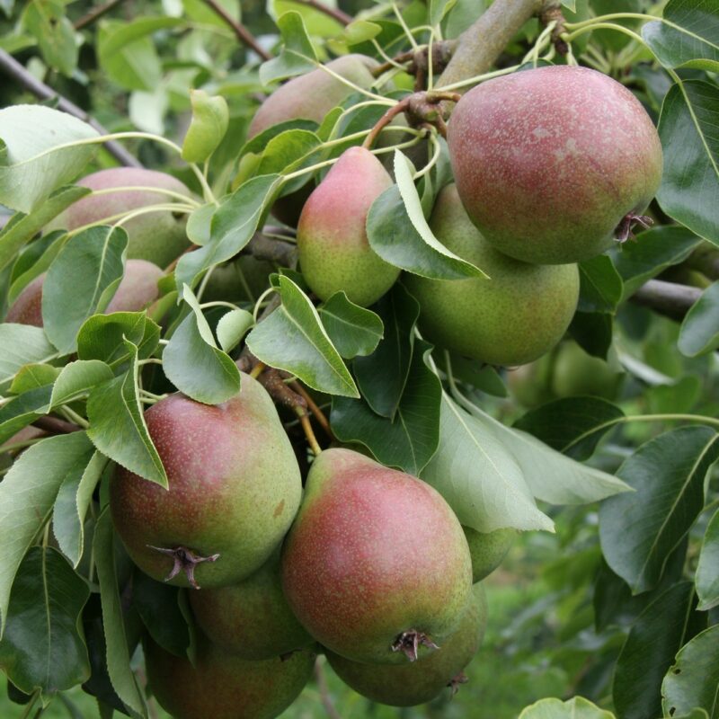 Christie | Frank P Matthews