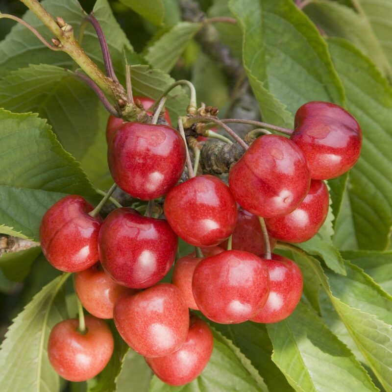 Meteor Korai | Frank P Matthews