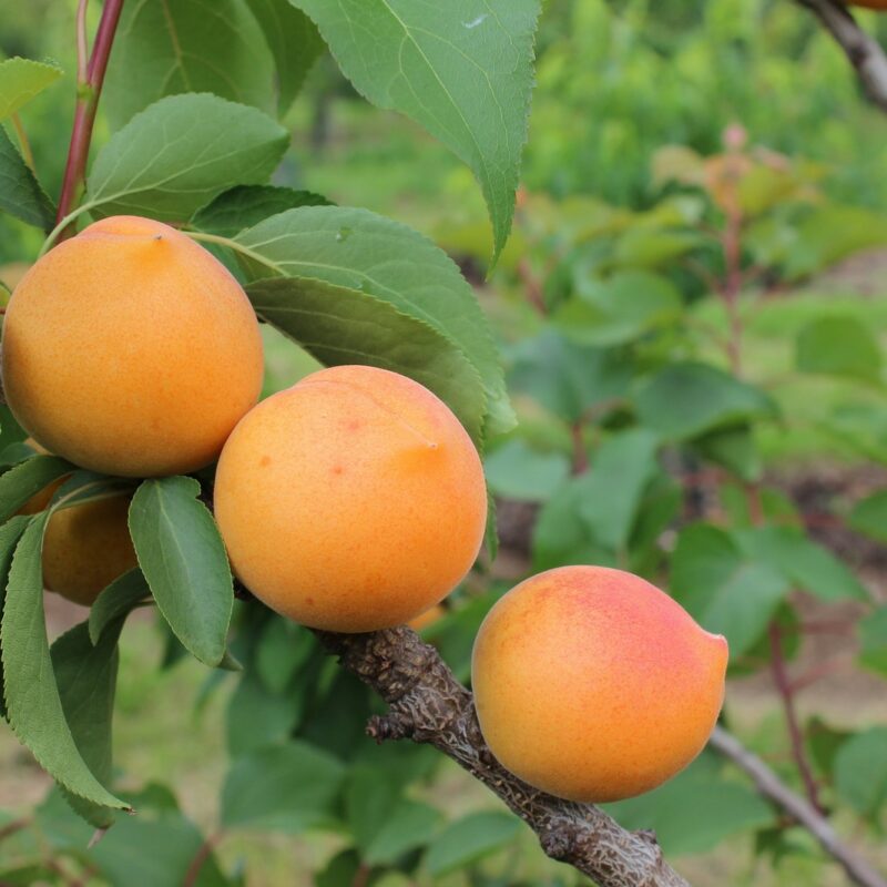 Garden Aprigold® | Frank P Matthews
