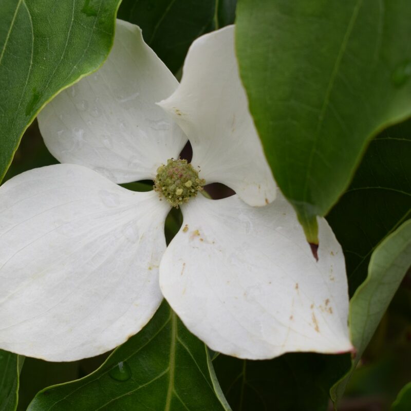 Cornus 'Venus' | Frank P Matthews