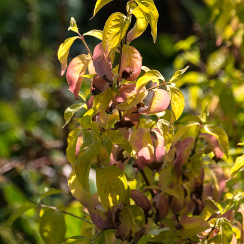 Cornus 'Venus' | Frank P Matthews