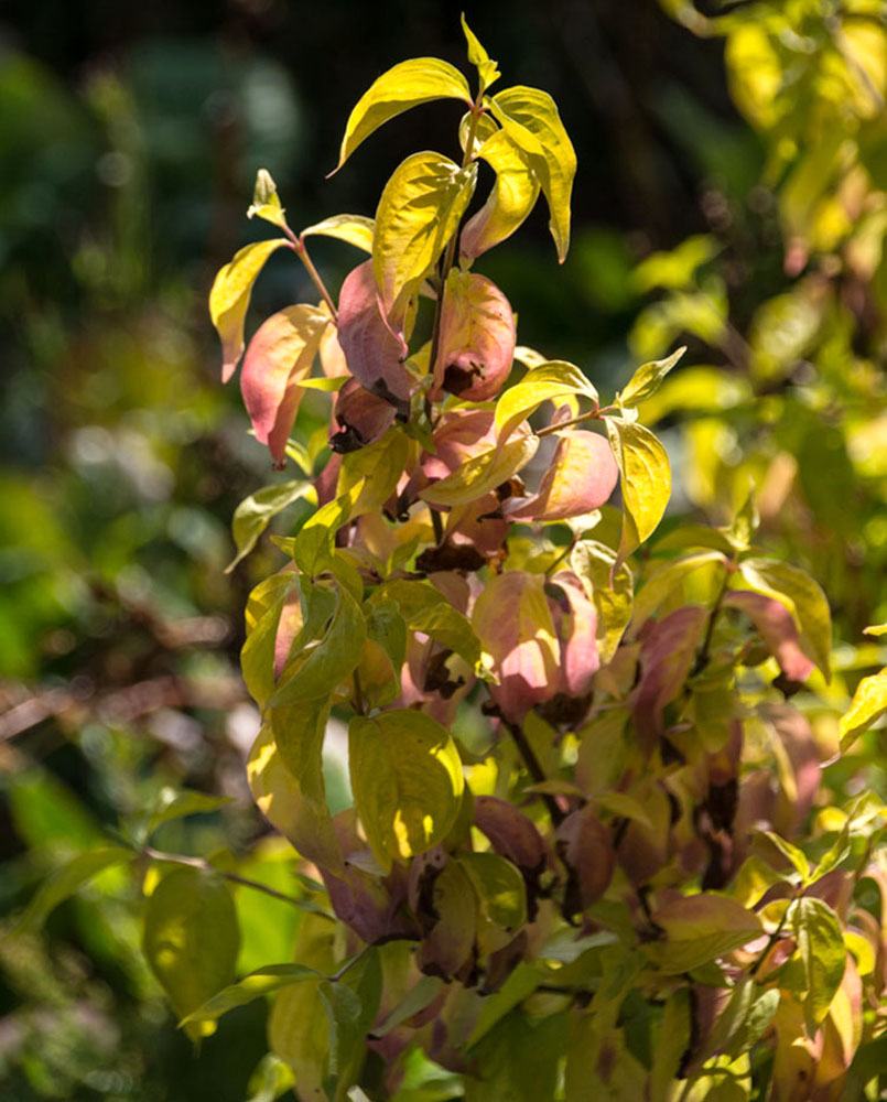 Cornus mas 'Aurea' | Frank P Matthews