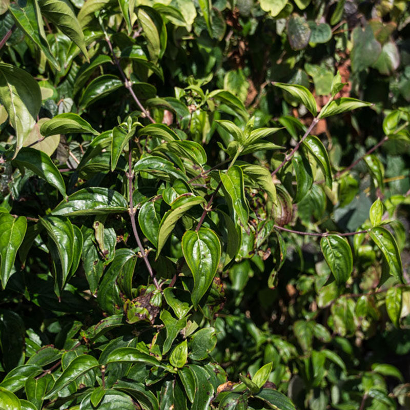 Cornus mas | Frank P Matthews