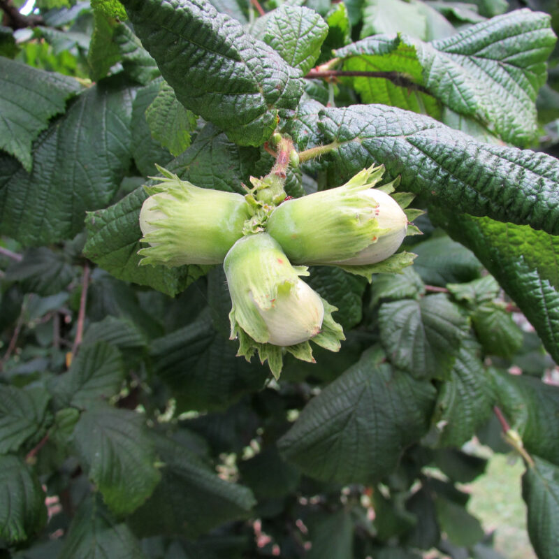 Red Filbert | Frank P Matthews