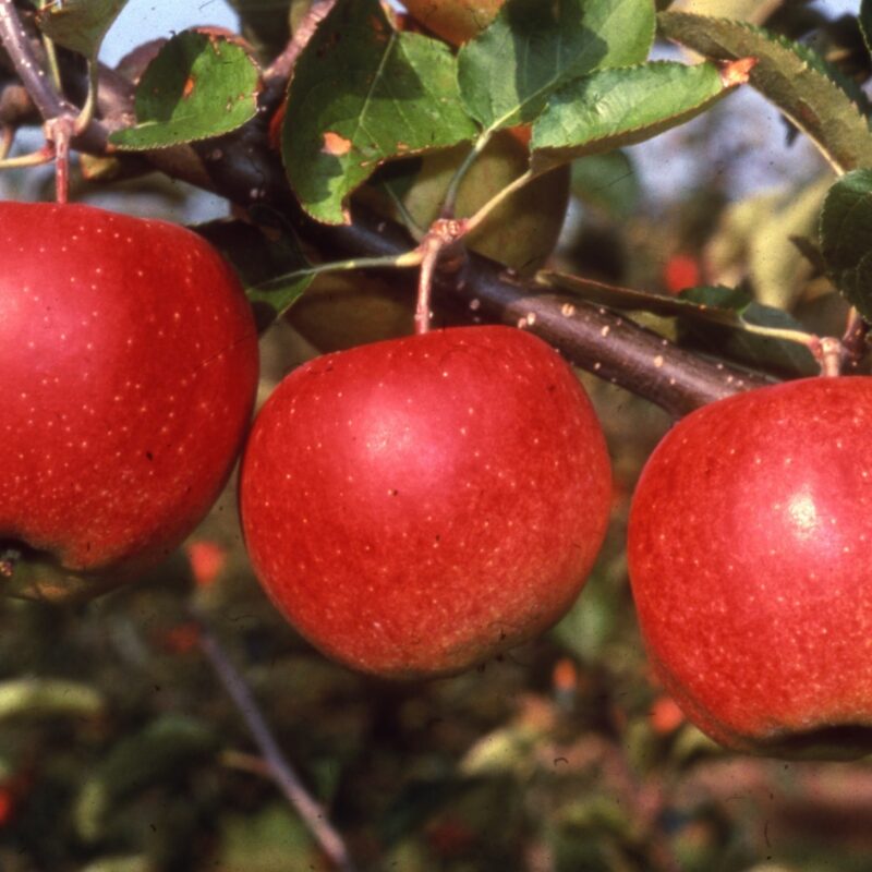 Howgate Wonder | Frank P Matthews