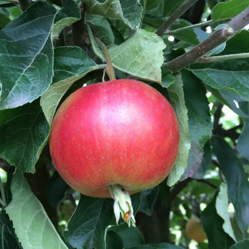 Adam's Pearmain | Fruit Trees | Frank P Matthews