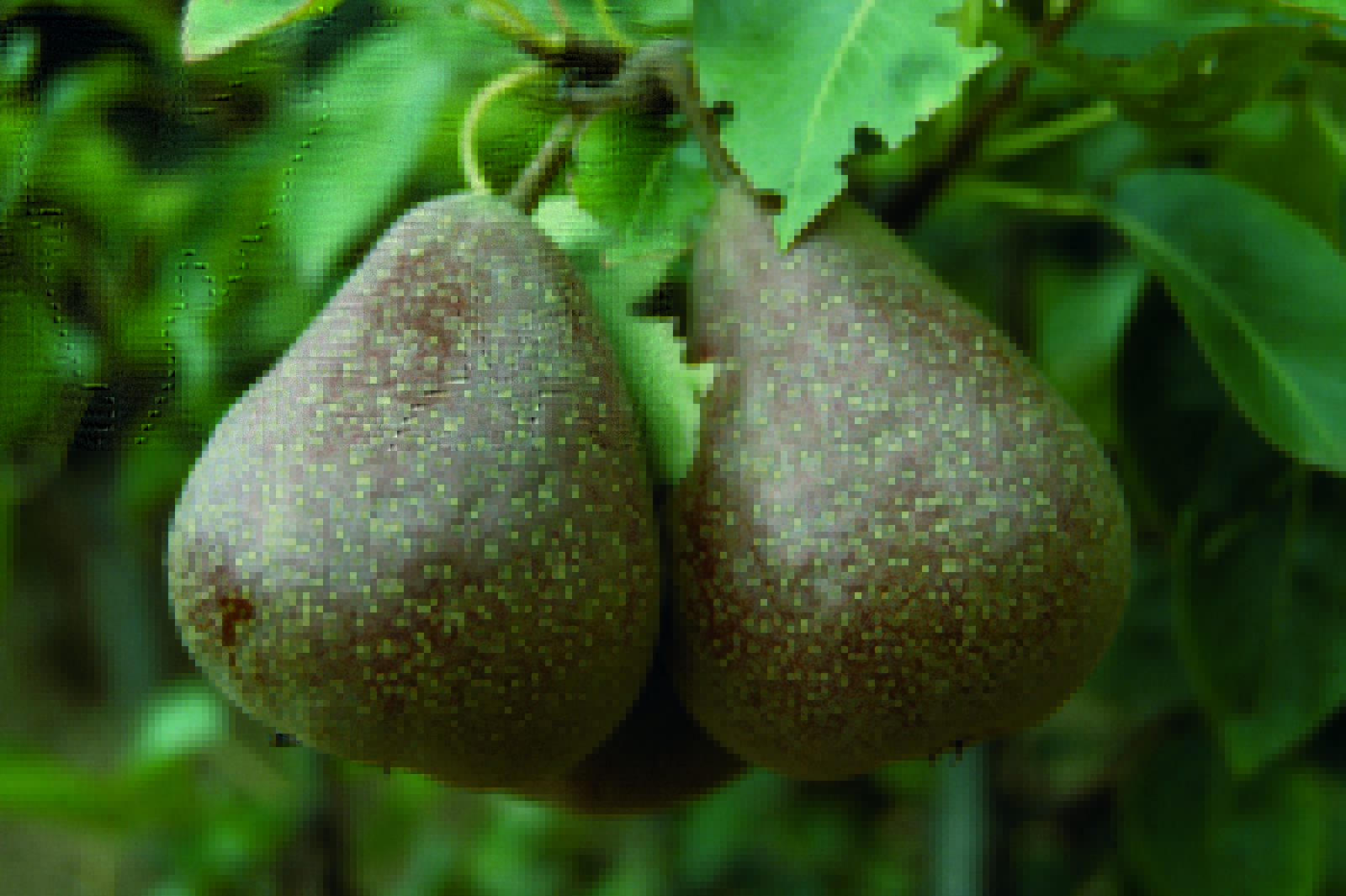 Durondeau Pear | Fruit Trees | Frank P Matthews