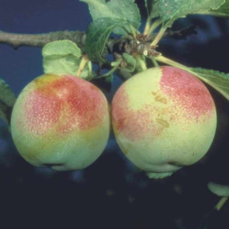 Heritage Fruit Trees | Fruit Trees | Frank P Matthews