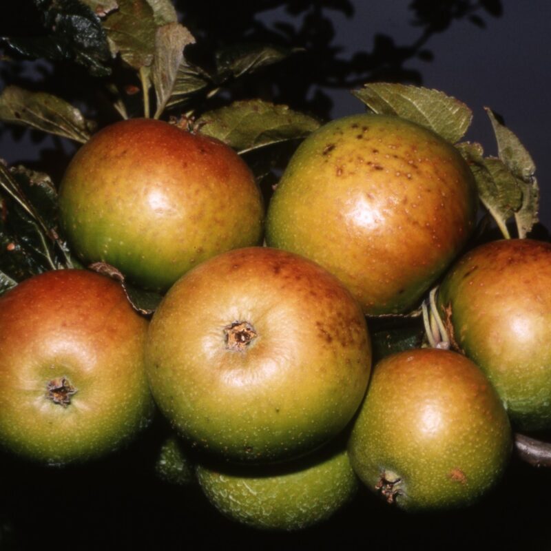 Adam's Pearmain | Fruit Trees | Frank P Matthews