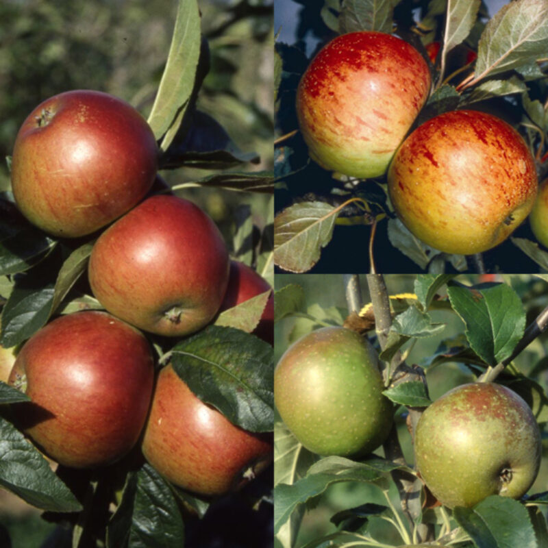 Egremont Russet, Fiesta, Sunset (Family) | Frank P Matthews