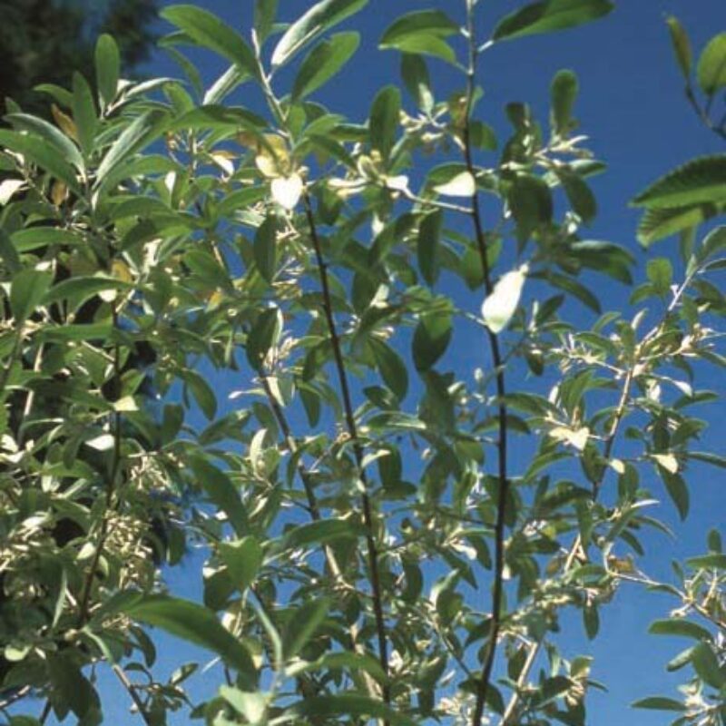 Elaeagnus angustifolia 'Quicksilver' | Frank P Matthews