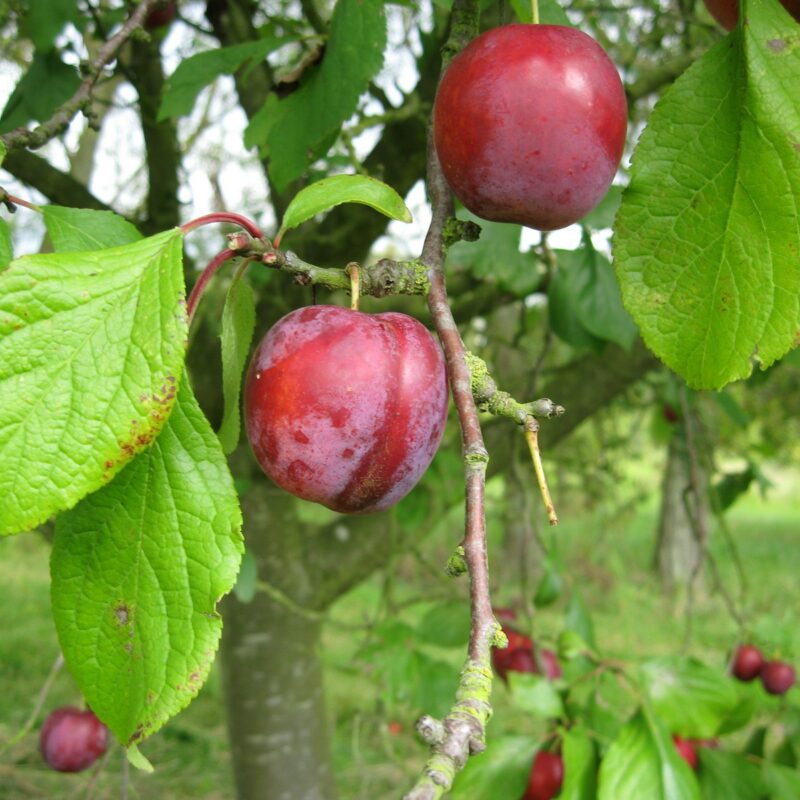 Tophit Plus® | Frank P Matthews