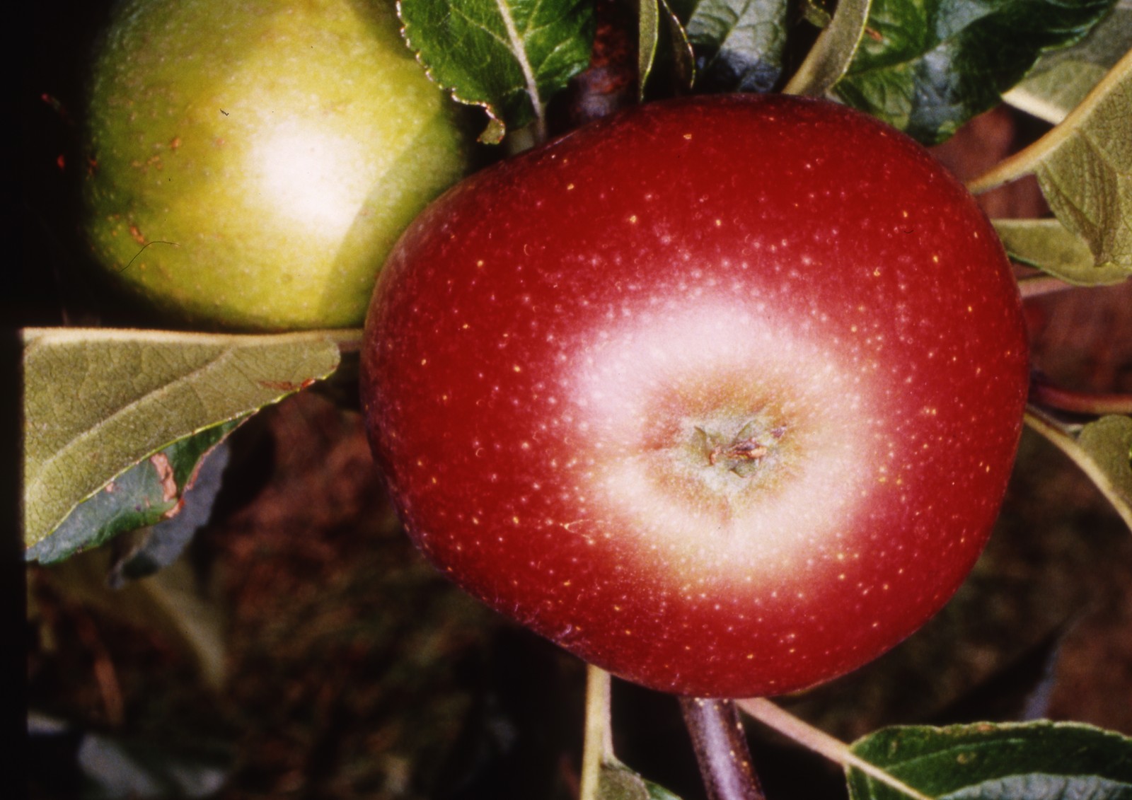 Exeter Cross | Frank P Matthews