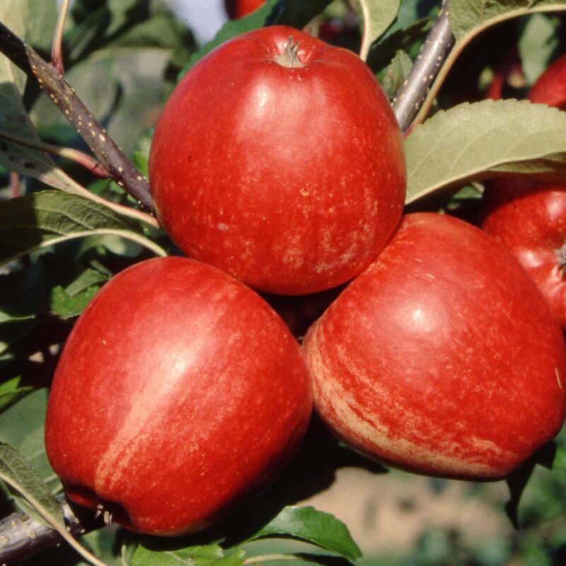 Adam's Pearmain | Fruit Trees | Frank P Matthews