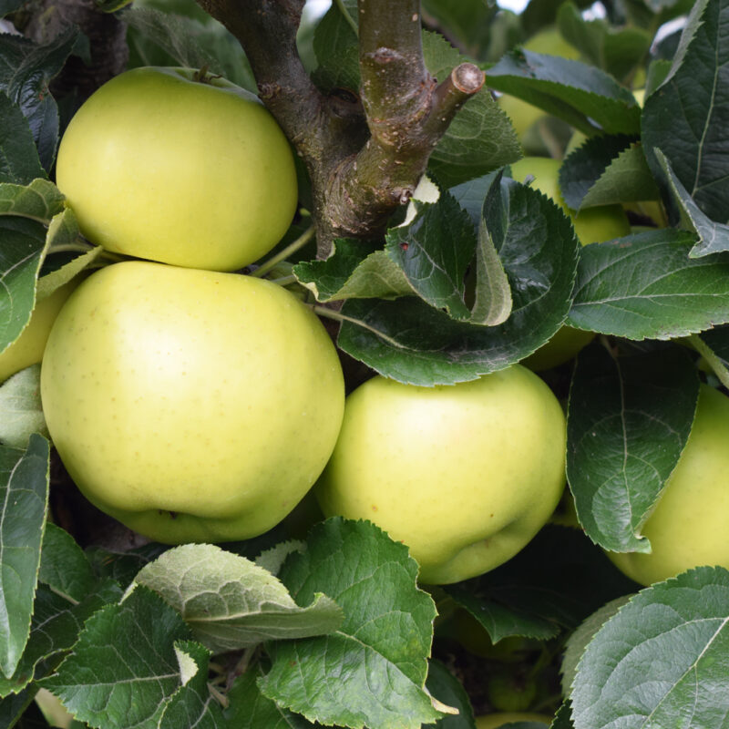 Melrose | Frank P Matthews