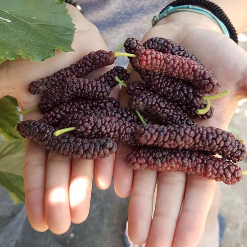 Mojo Berry® | Frank P Matthews