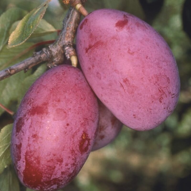 Haganta® | Frank P Matthews