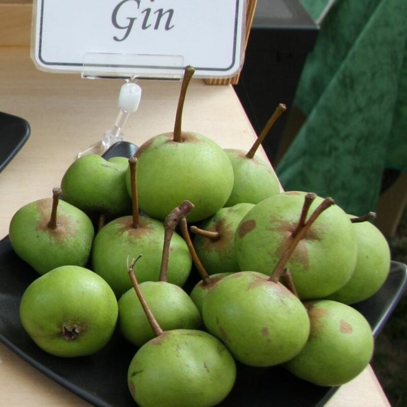 Thorn | Frank P Matthews