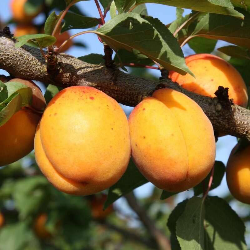 Compacta® | Frank P Matthews