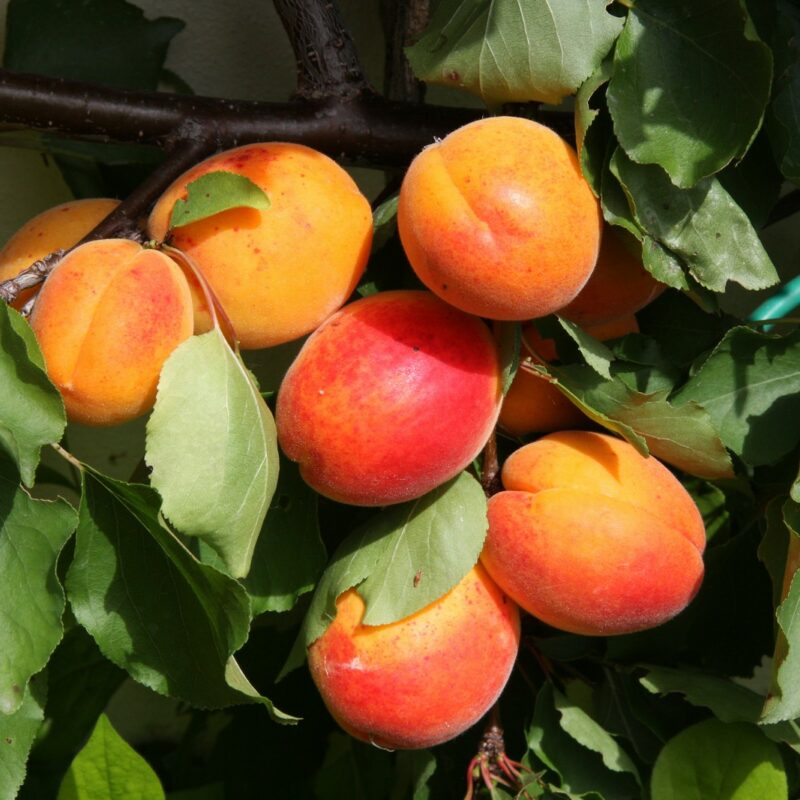 Garden Aprigold® | Frank P Matthews