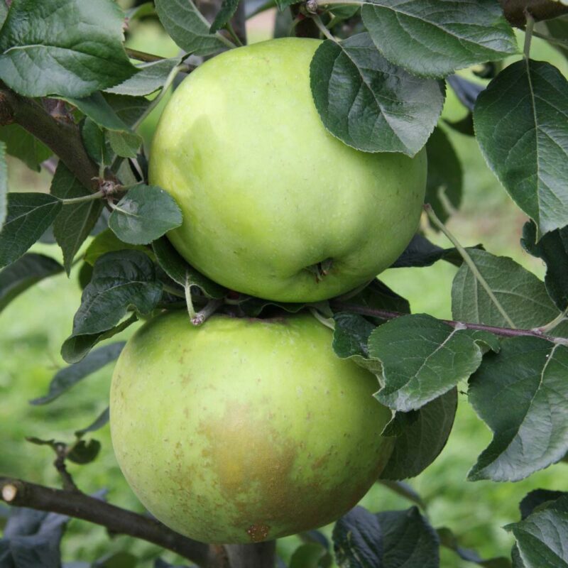 Bramley 'Original' | Frank P Matthews