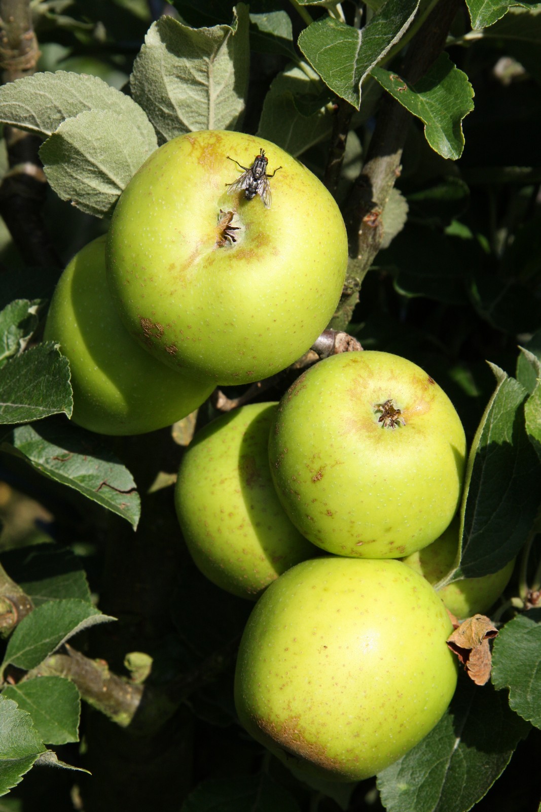 Golden Pippin | Frank P Matthews