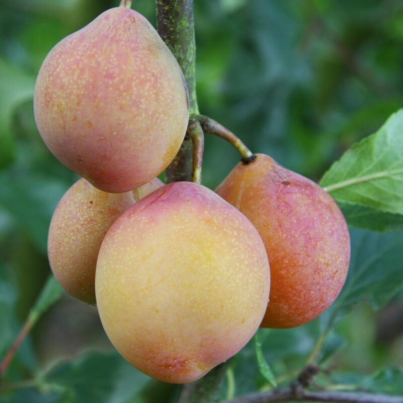 Gordon Castle | Frank P Matthews