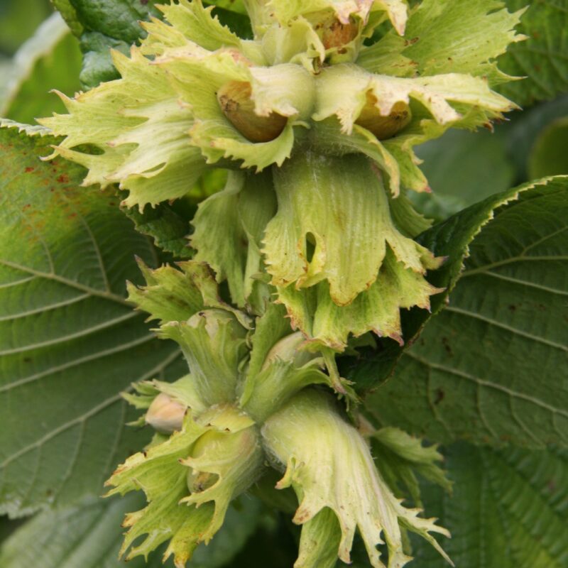 Butler | Frank P Matthews