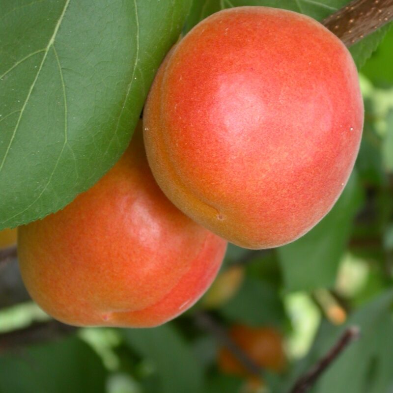 Goldcot ® | Frank P Matthews