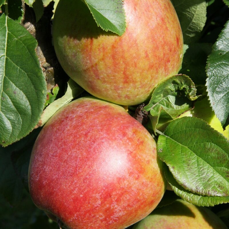 Howgate Wonder | Frank P Matthews