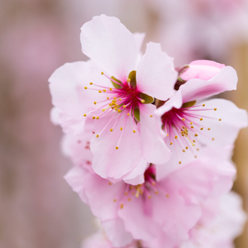 Almond Ingrid | Almond Fruit Trees | Frank P Matthews