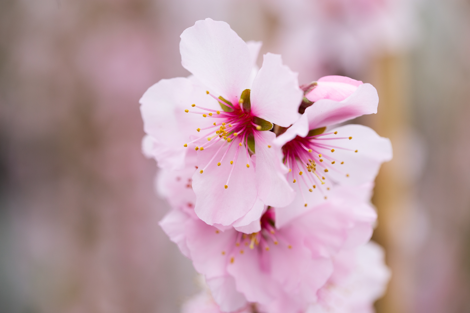 Almond Ingrid | Almond Fruit Trees | Frank P Matthews