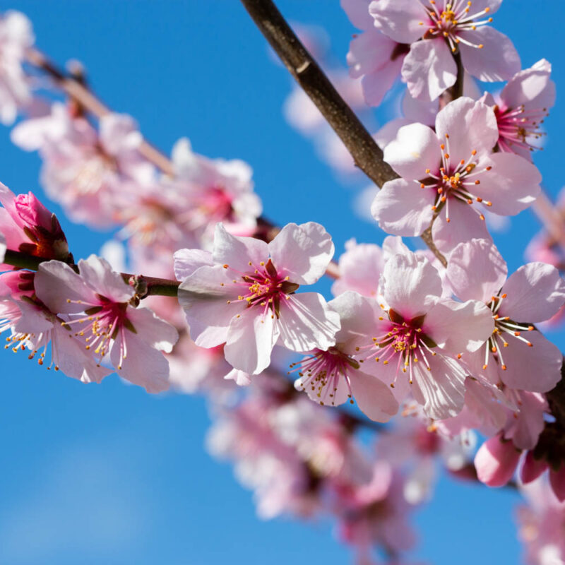 Almond Ingrid | Almond Fruit Trees | Frank P Matthews