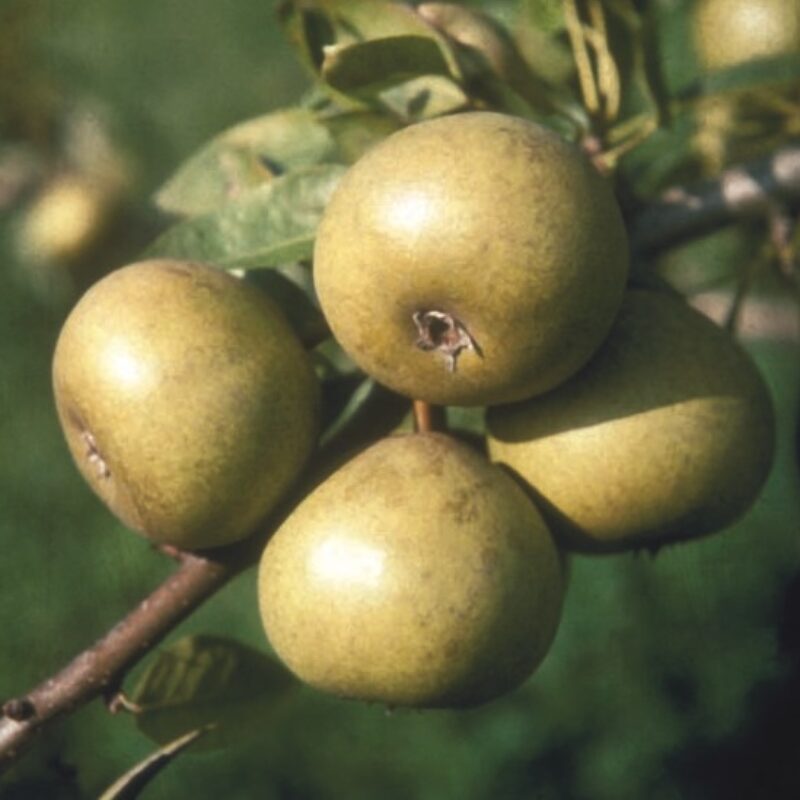 Thorn | Frank P Matthews