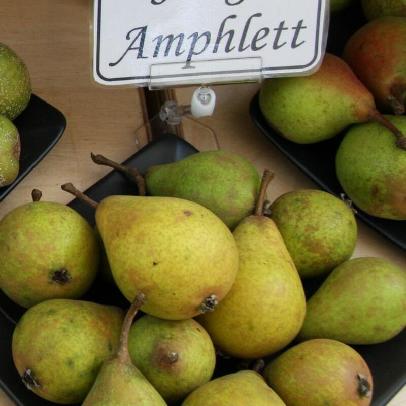 Beth | Frank P Matthews