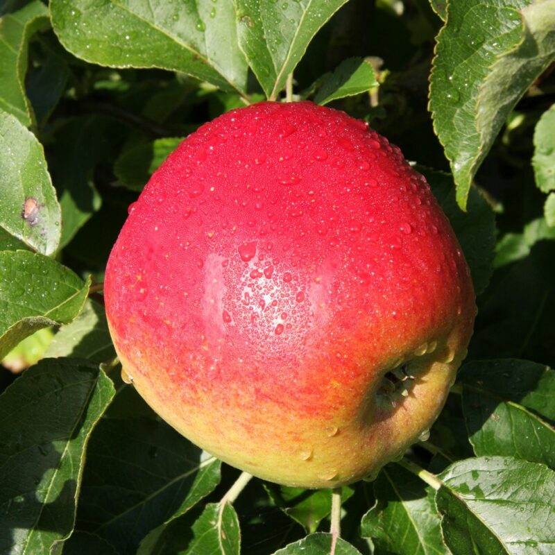 Red Jonaprince® | Frank P Matthews