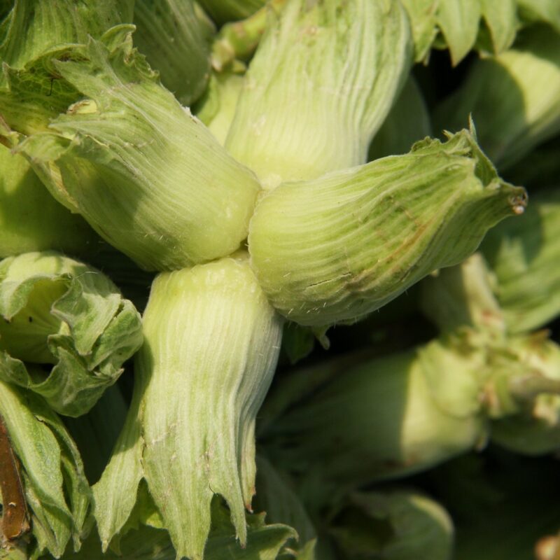 Butler | Frank P Matthews