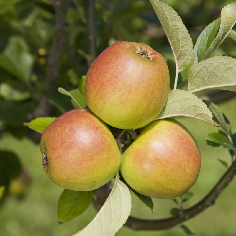 King of the Pippins | Frank P Matthews