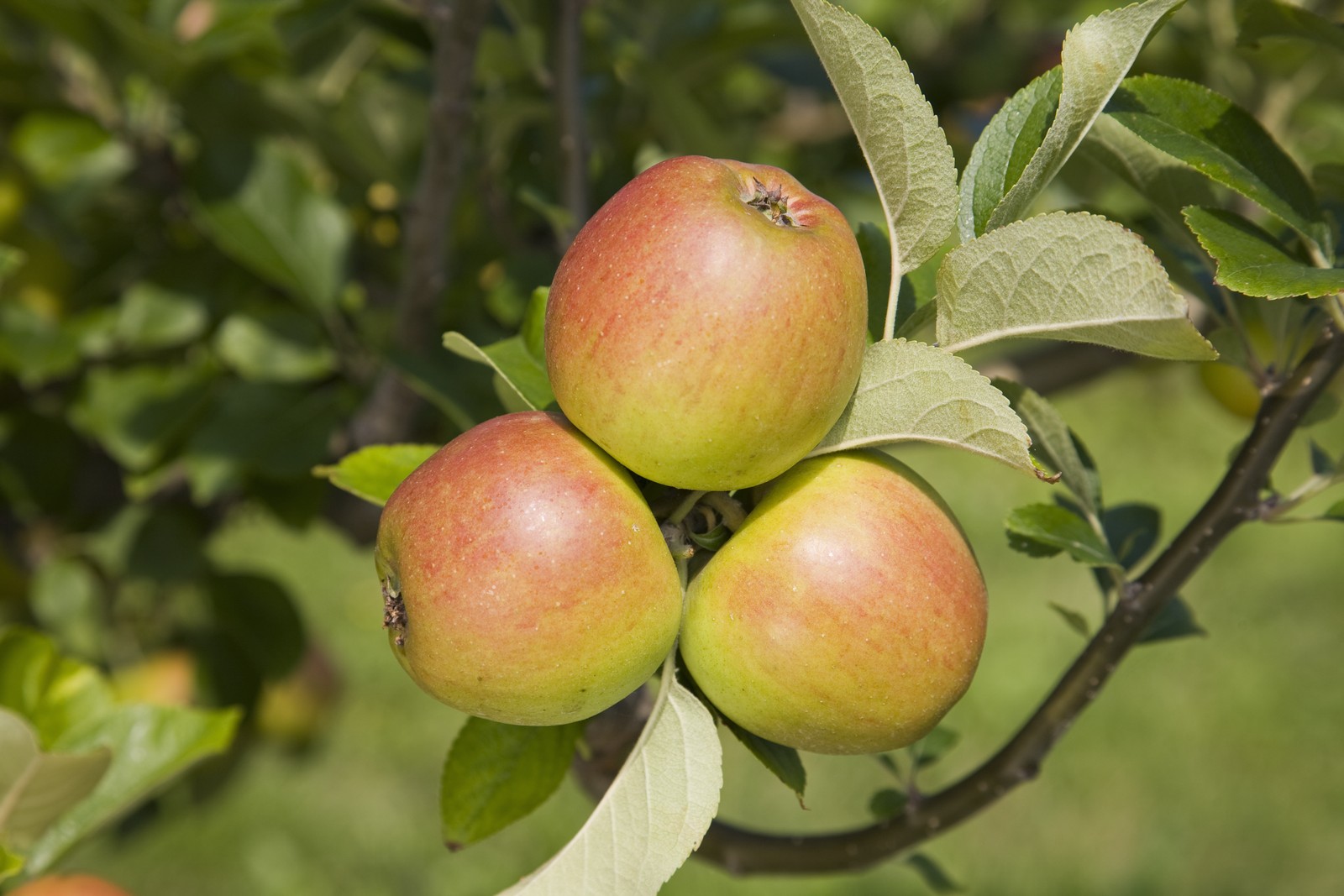 King of the Pippins | Frank P Matthews