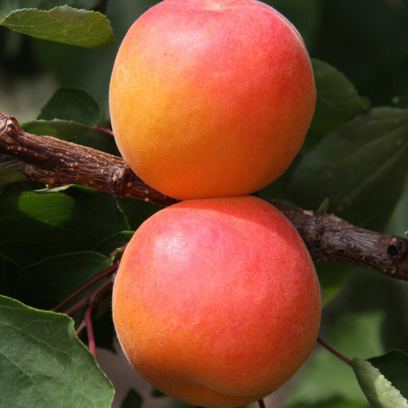 Flavorcot® | Frank P Matthews