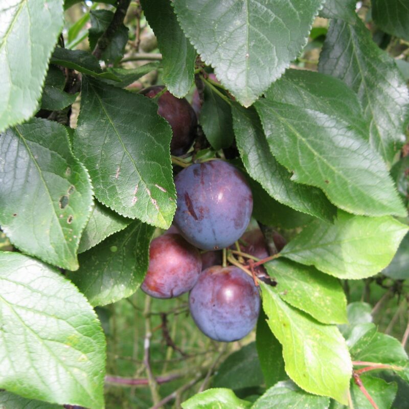 Giant Prune | Frank P Matthews