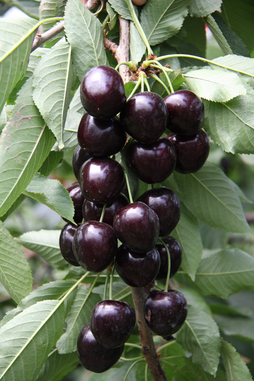 Kordia | Frank P Matthews