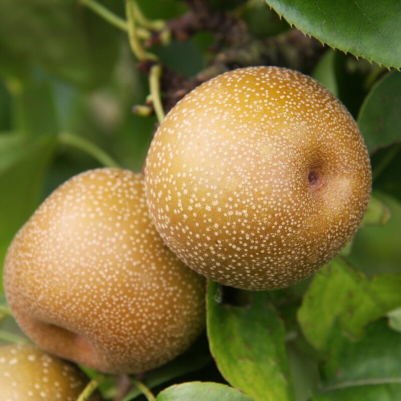 Olympic Asian Pear | Fruit Trees | Frank P Matthews