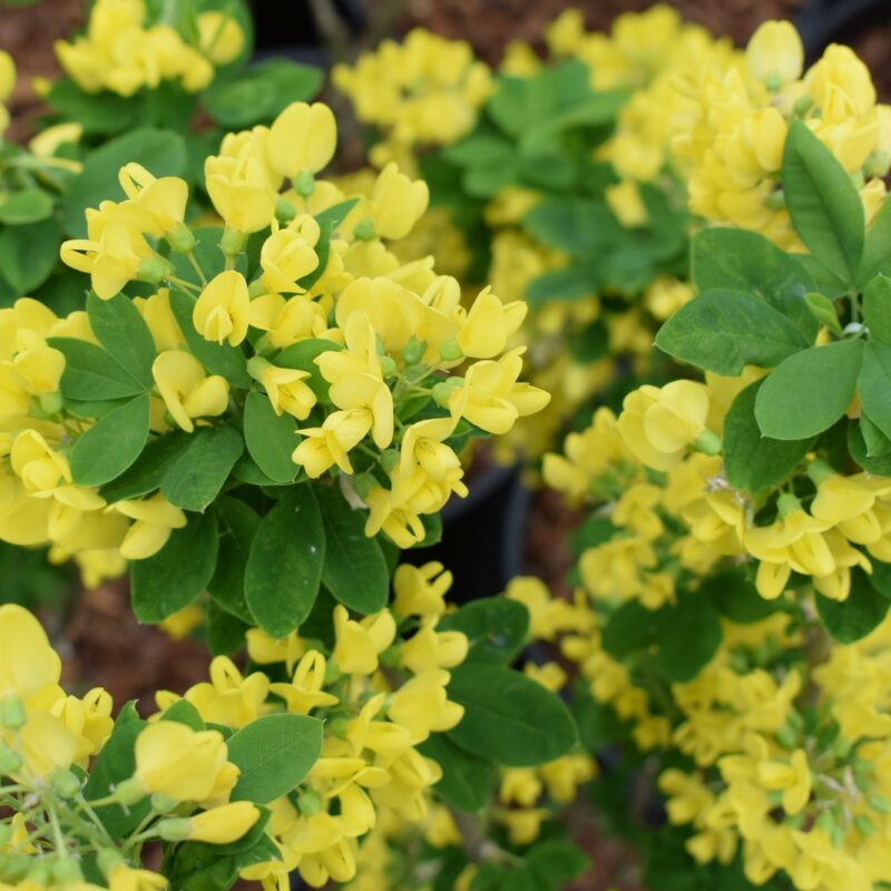 Laburnum anagyroides 'Yellow Rocket'® | Frank P Matthews
