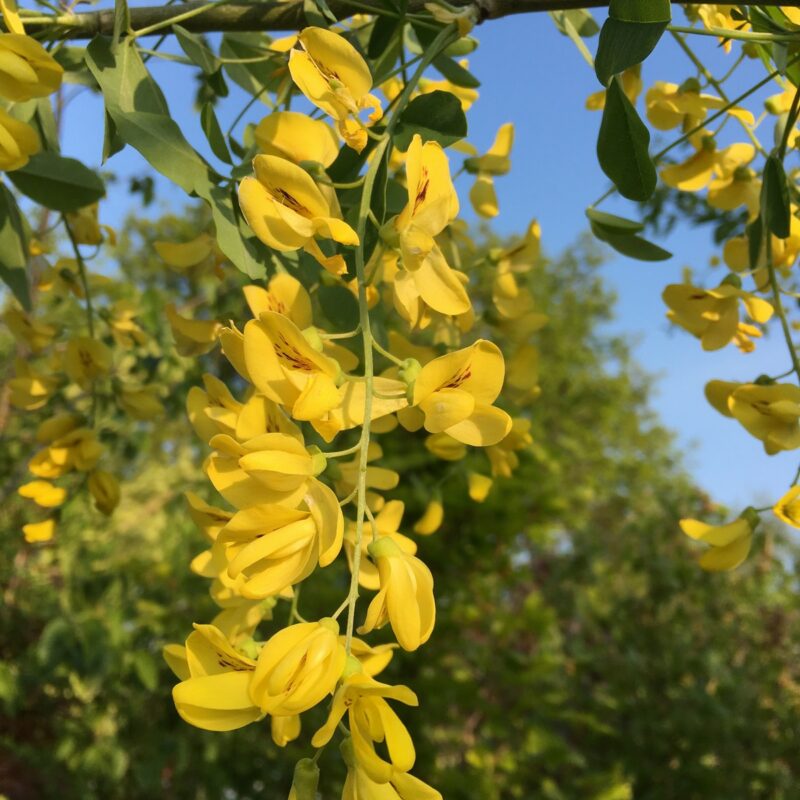 Laburnum anagyroides 'Yellow Rocket'® | Frank P Matthews