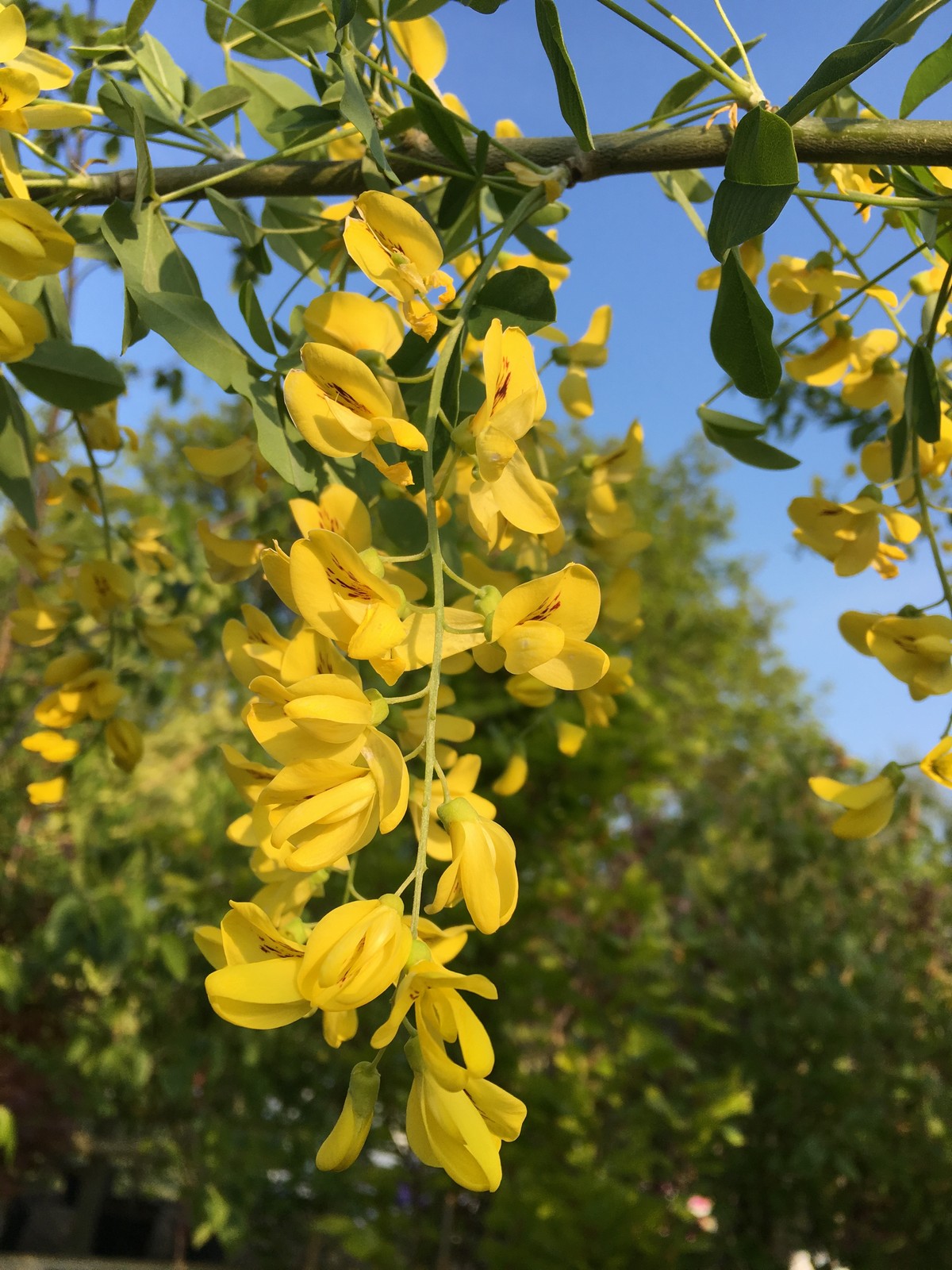Laburnum anagyroides 'Yellow Rocket'® | Frank P Matthews