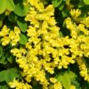 Laburnum anagyroides 'Yellow Rocket'® | Frank P Matthews