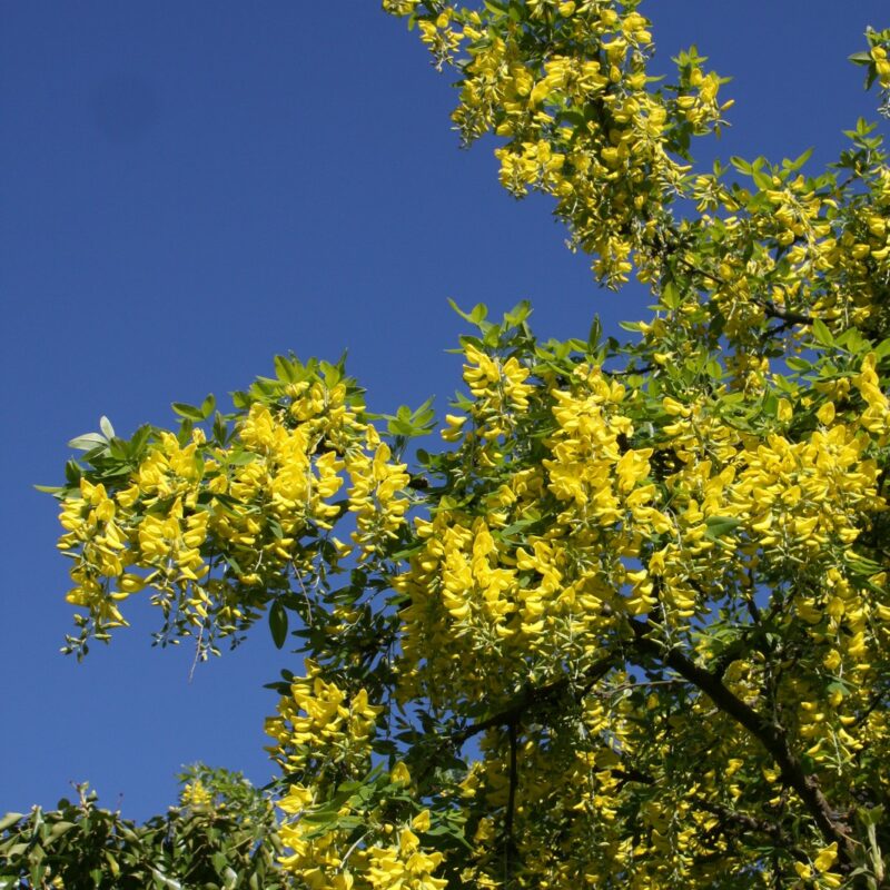 Laburnum anagyroides 'Yellow Rocket'® | Frank P Matthews
