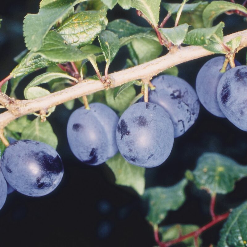 Sweet Prune | Frank P Matthews